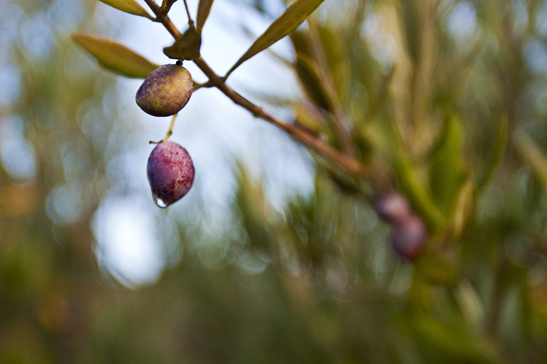 Global Gardens: California Grown Olive Oil & Family Recipe Products ...