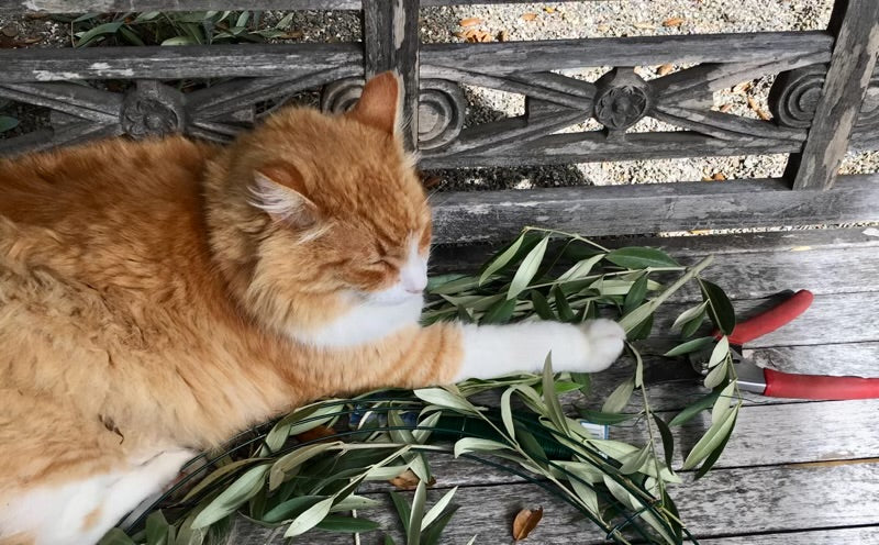 Home & Garden – GLOBAL GARDENS